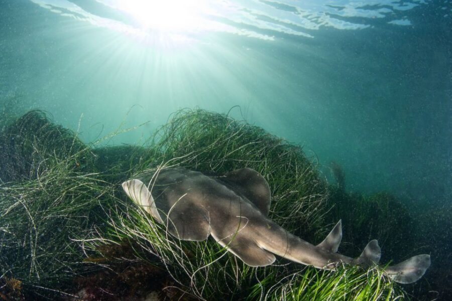 La Jolla: 2.5-Hour Kayak and Snorkel Tour - What Makes This Tour Stand Out?