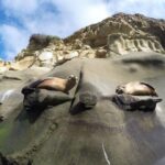 La Jolla Sea Caves Kayak Tour For Two (Tandem Kayak) - The Paddling Experience