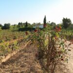Lagos, Portimão & Carvoeiro: Wine Tasting, Tapas & Music Tour - Considerations Before Booking