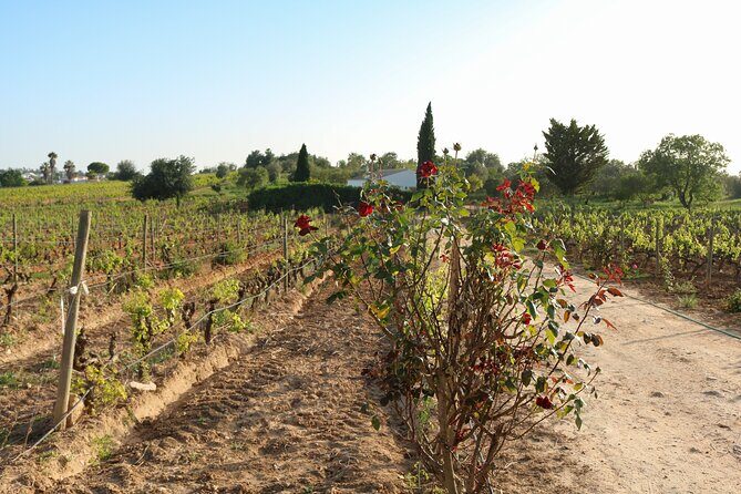 Lagos, Portimão & Carvoeiro: Wine Tasting, Tapas & Music Tour - Considerations Before Booking