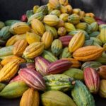 Lahaina: Maui Ku'ia Estate Guided Cacao Farm Tour and Tasting - Frequently Asked Questions