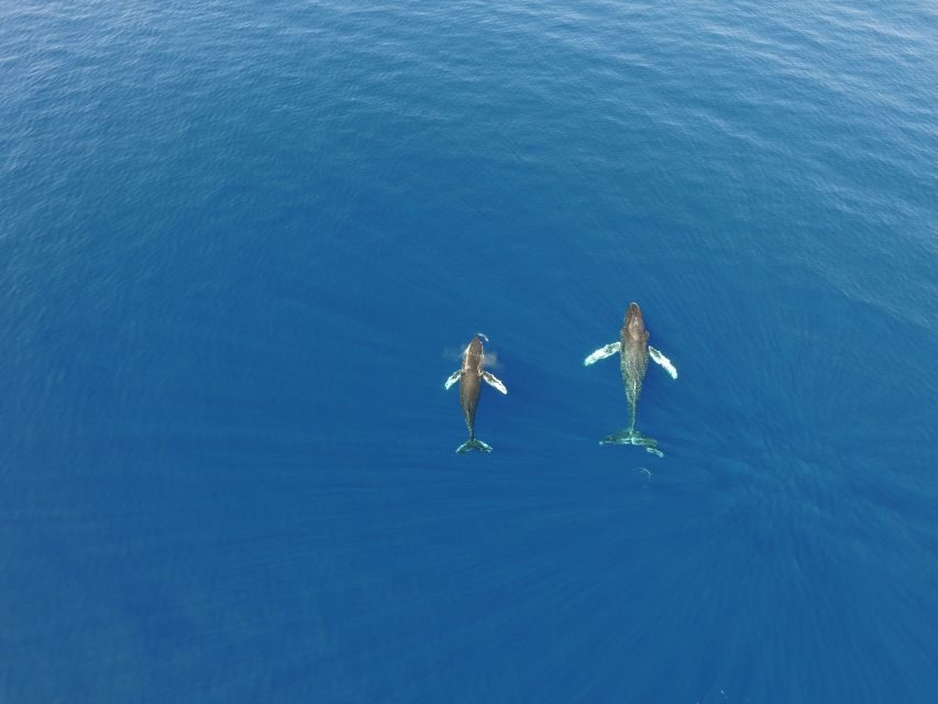 Lahaina: Private Sunset Sailing Trip & West Maui Mountains - The Itinerary: Breaking Down the Cruise