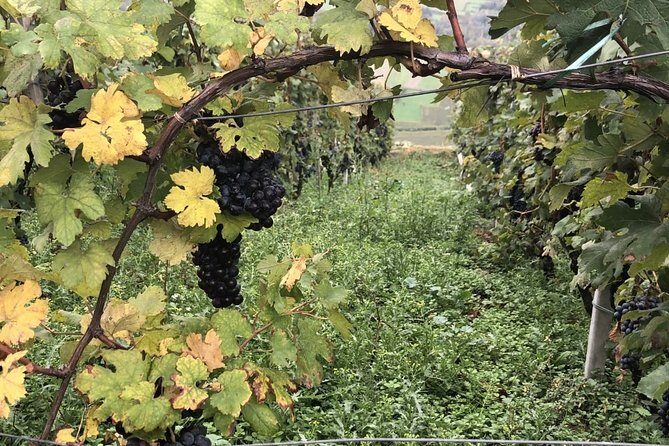 Lake Como & UNESCO Dry-stone Walls Vineyards - What the Reviews Say