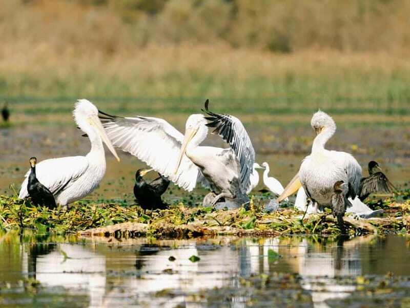 Lake Skadar: Early-morning Birdwatching and Photography Tour - What Makes This Tour Stand Out?