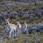 Lamar River Valley Day Hike Tour - Authentic Encounters and Reviews