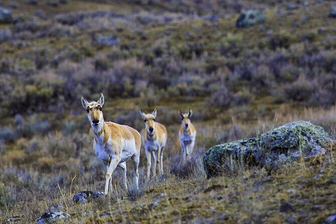 Lamar River Valley Day Hike Tour - Authentic Encounters and Reviews
