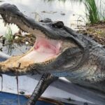 Large Airboat Swamp Tour with Transportation from New Orleans - Wildlife Encounters & Photo Stops