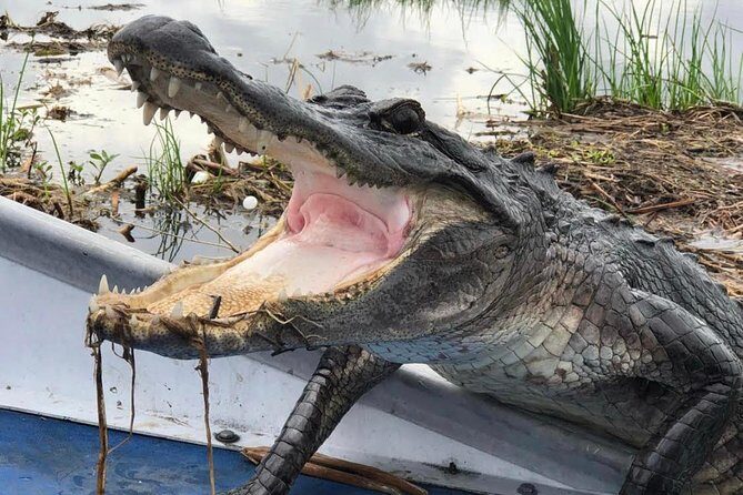 Large Airboat Swamp Tour with Transportation from New Orleans - Wildlife Encounters & Photo Stops