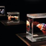 Las Vegas: BODIES | The Exhibition at the Luxor - What to Expect at Bodies...The Exhibition