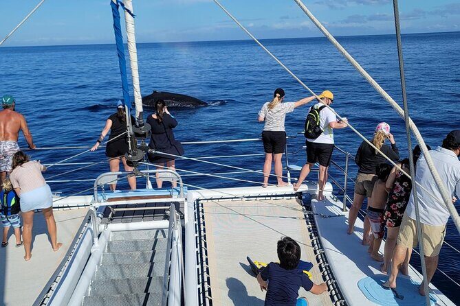 Late Morning Whale Watch Cruise from A'bay - The Itinerary: What to Expect