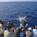 Late-Morning Whale Watch from Kawaihae - The Details That Make or Break the Experience
