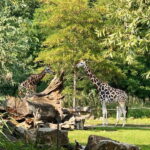 Leipzig: Segway Tour - Explore City, Zoo & a Stunning View - The Itinerary in Detail