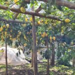 Lemon path hike - Amalfi coast - Who Will Love This Tour?