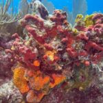 Let it Ride Charters-Private Fishing / Snorkel Combo Key Largo FL - An Authentic Look at What to Expect