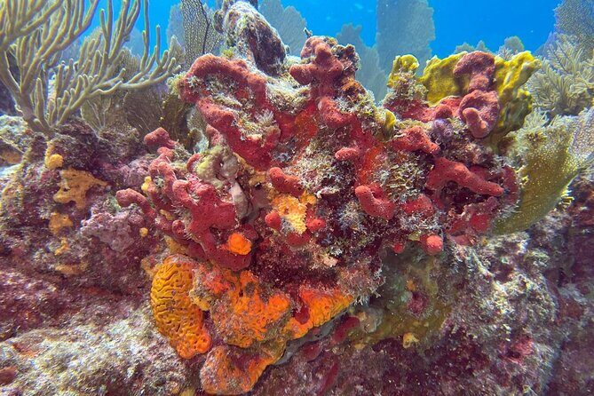 Let it Ride Charters-Private Fishing / Snorkel Combo Key Largo FL - An Authentic Look at What to Expect