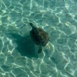 Lets Paddle! Jupiter & surrounding areas - Analyzing the Value