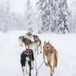 Levi: 3-Day Husky Safari Adventure with Northern Lights - Exceptional Highlights of the Husky Safari Adventure
