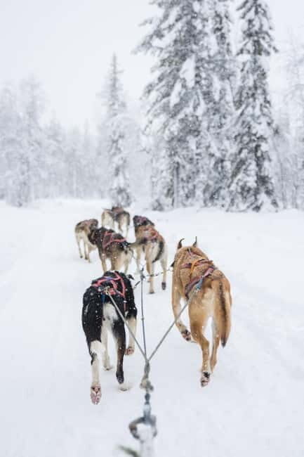Levi: 3-Day Husky Safari Adventure with Northern Lights - Exceptional Highlights of the Husky Safari Adventure
