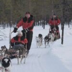 Levi: Evening Husky Sled Ride under the Northern Lights - What Travelers Love (and What They Don’t)
