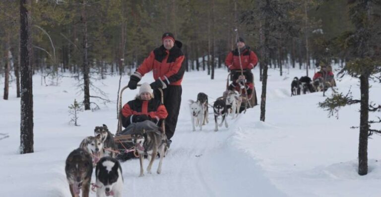 Levi: Evening Husky Sled Ride under the Northern Lights - What Travelers Love (and What They Don’t)
