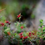 Levi: Guided Hike on the Shaman Päiviö Trail - What Makes the Trail Special?