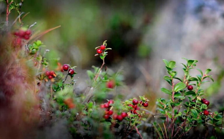 Levi: Guided Hike on the Shaman Päiviö Trail - What Makes the Trail Special?