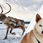 Levi: Lapland Reindeer and Husky Safari - Reindeer Sledge Ride