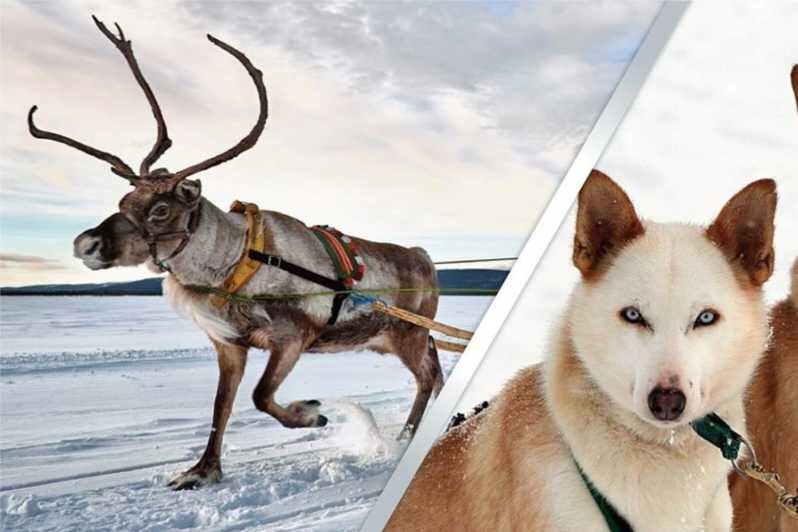 Levi: Lapland Reindeer and Husky Safari - Reindeer Sledge Ride