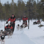 Levi Polar Lights Tours: Path of the Gnome Husky Safari 15km - Final Thoughts