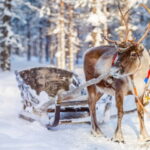 Levi: Reindeer Experience with Sled Ride - What to Expect from the Tour