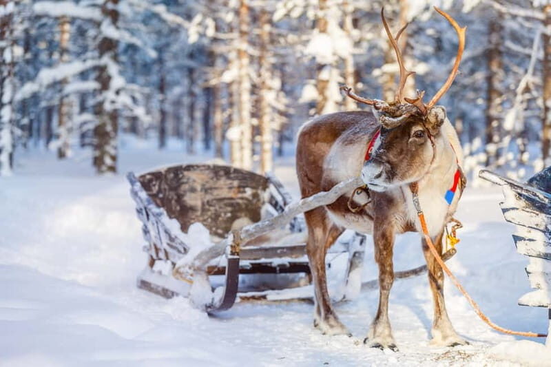 Levi: Reindeer Experience with Sled Ride - What to Expect from the Tour