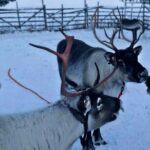 Levi Reindeer Safari - Long or Quick - with Sledge Ride - Detailed Breakdown of the Tour Experience