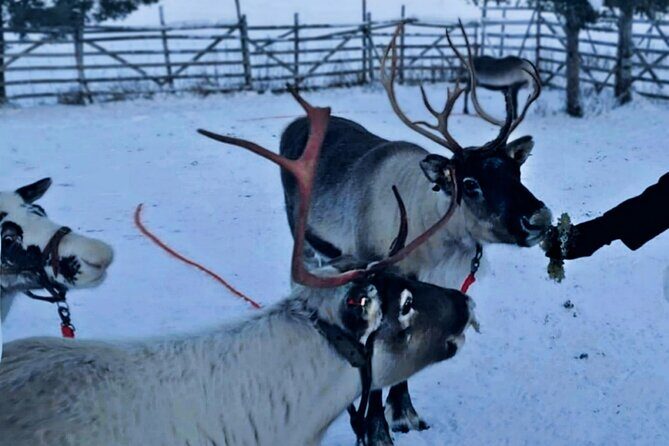 Levi Reindeer Safari - Long or Quick - with Sledge Ride - Detailed Breakdown of the Tour Experience