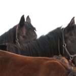 Lexington: Thoroughbred Horse Farm Tour and Scenic Bluegrass - The Itinerary: What to Expect