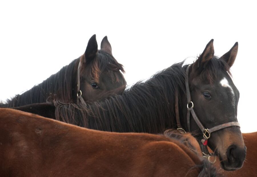 Lexington: Thoroughbred Horse Farm Tour and Scenic Bluegrass - The Itinerary: What to Expect