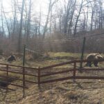 LiBearty Bear Sanctuary Zarnesti Small-Group Trip from Brasov - A Closer Look at the Experience
