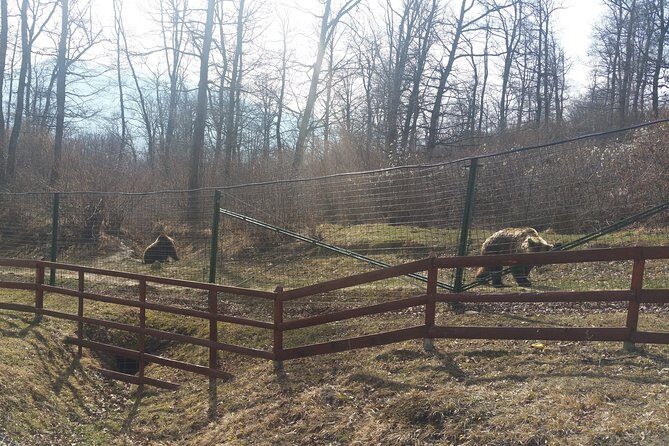 LiBearty Bear Sanctuary Zarnesti Small-Group Trip from Brasov - A Closer Look at the Experience