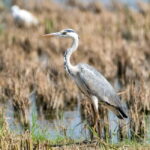 Lima: guided tour of a nature reserve on the Rimac River - A Full Breakdown of the Wetlands Tour Experience