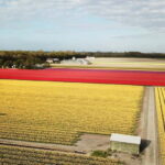 Lisse: Self-Guided Tulip Fields GPS Audio Tour - The Value of This Tour