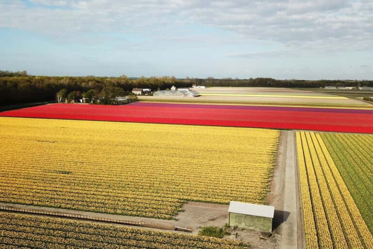 Lisse: Self-Guided Tulip Fields GPS Audio Tour - The Value of This Tour