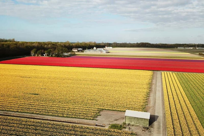 Lisse: Self-Guided Tulip Fields GPS Audio Tour - The Value of This Tour