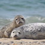 List/Sylt: Guided Seal-Watching Cruise on a Rustic Boat - An In-Depth Look at the Seal-Watching Cruise