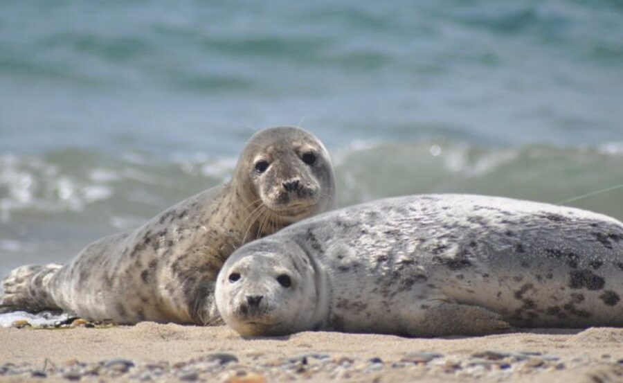 List/Sylt: Guided Seal-Watching Cruise on a Rustic Boat - An In-Depth Look at the Seal-Watching Cruise