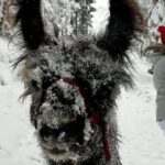 Llama hike through the wonderful Liechtenstein mountains - The Llamas and Their Personalities