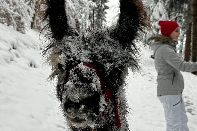 Llama hike through the wonderful Liechtenstein mountains - The Llamas and Their Personalities