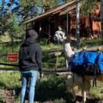 Llama to Lunch in the Rocky Mountains - Walking Through History and Nature