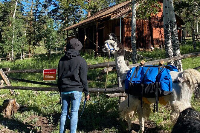 Llama to Lunch in the Rocky Mountains - Walking Through History and Nature