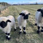 Loch Ness, Culloden, Clava and whisky/gin tour from Inverness. - Who Would Love This Experience?