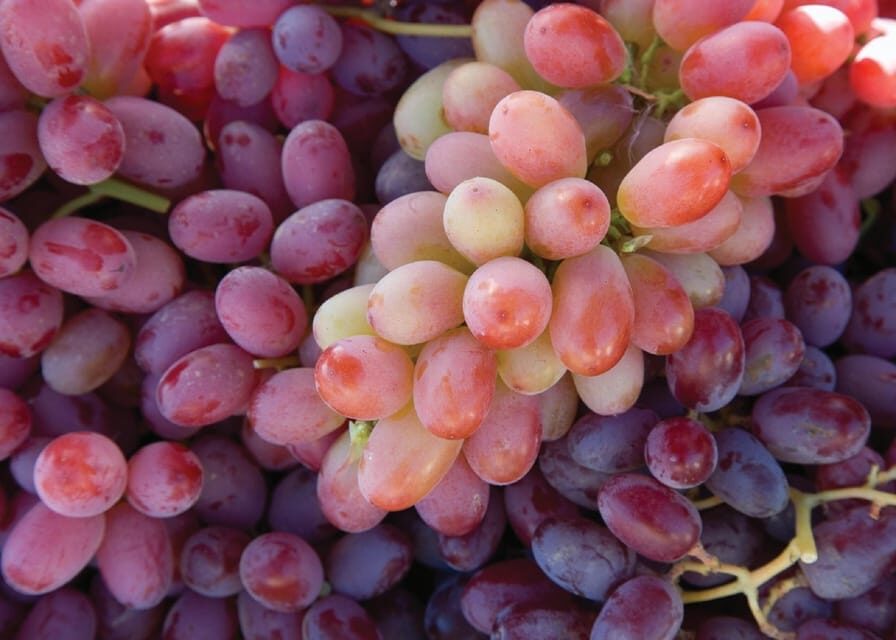 Lodi: Wine Tasting Tour Private Customized 1 -14 Group - Who Would Love This Tour?