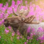 Lofoten: Midnight Magic Tour with Snacks and Drinks - What Makes the Tour Special